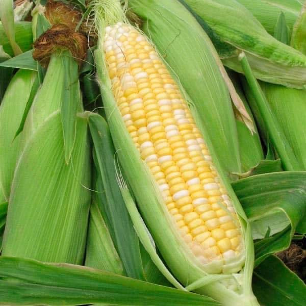 corn – Small Scale Farms