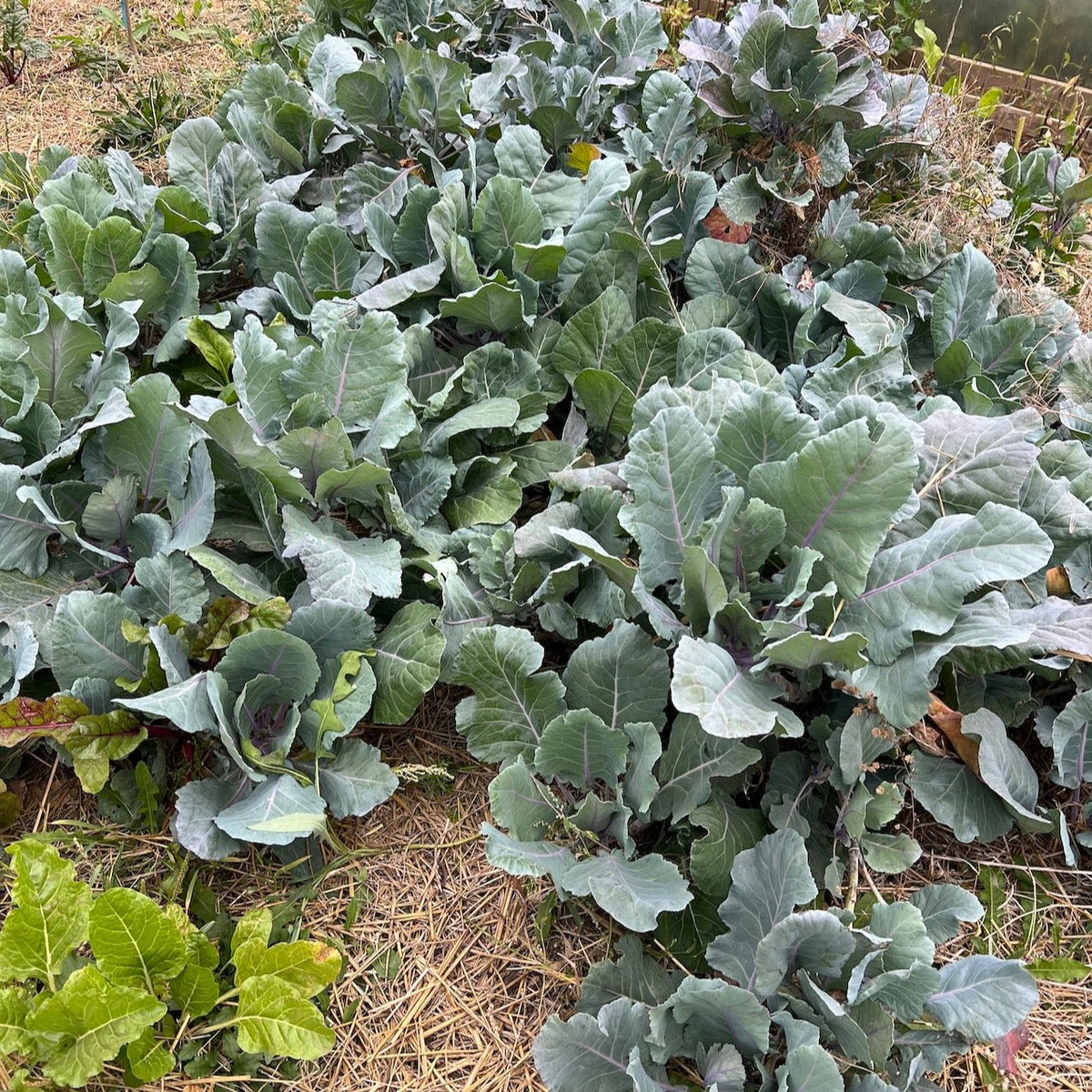 Collards – Small Scale Farms